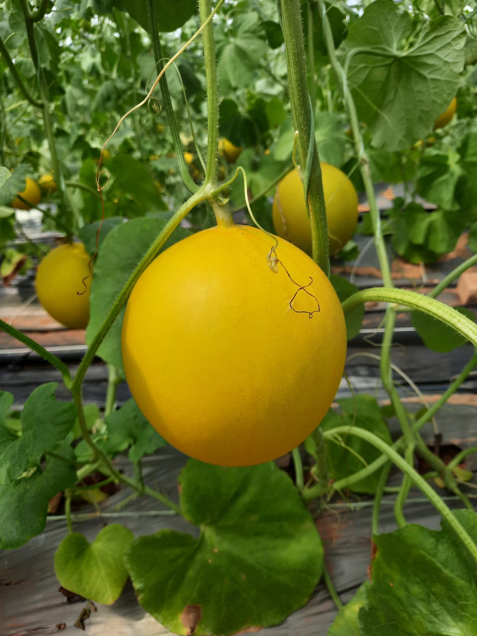 Melon Ai Object Detection Model By Test Ai