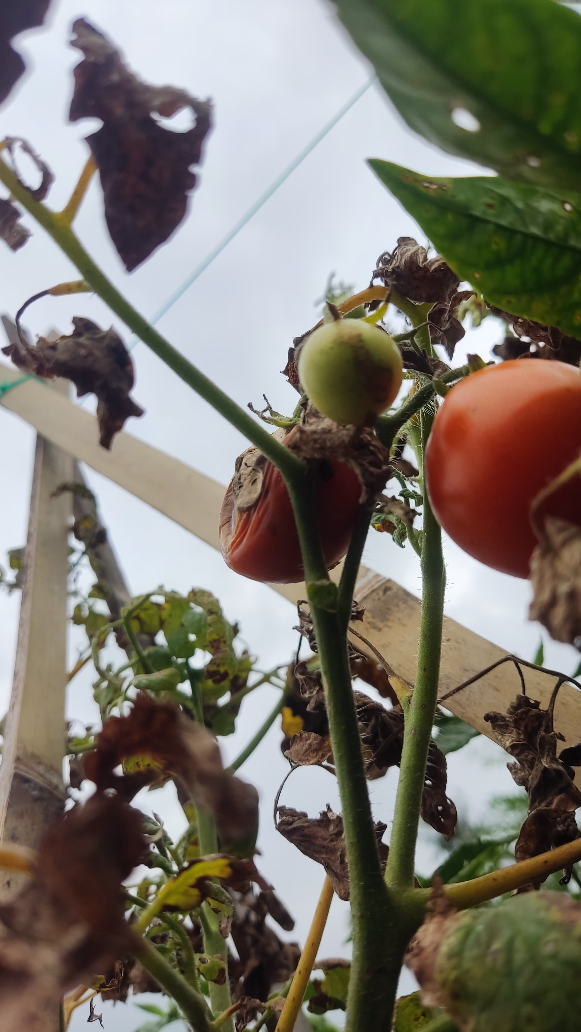 Rotten Tomatoes Object Detection Model by Rotten Tomatoes