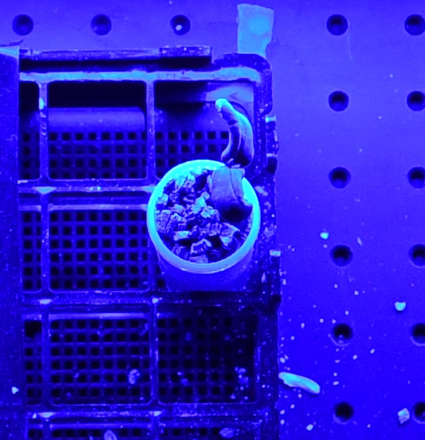 seedling segmentation Instance Segmentation Dataset and Pre-Trained ...