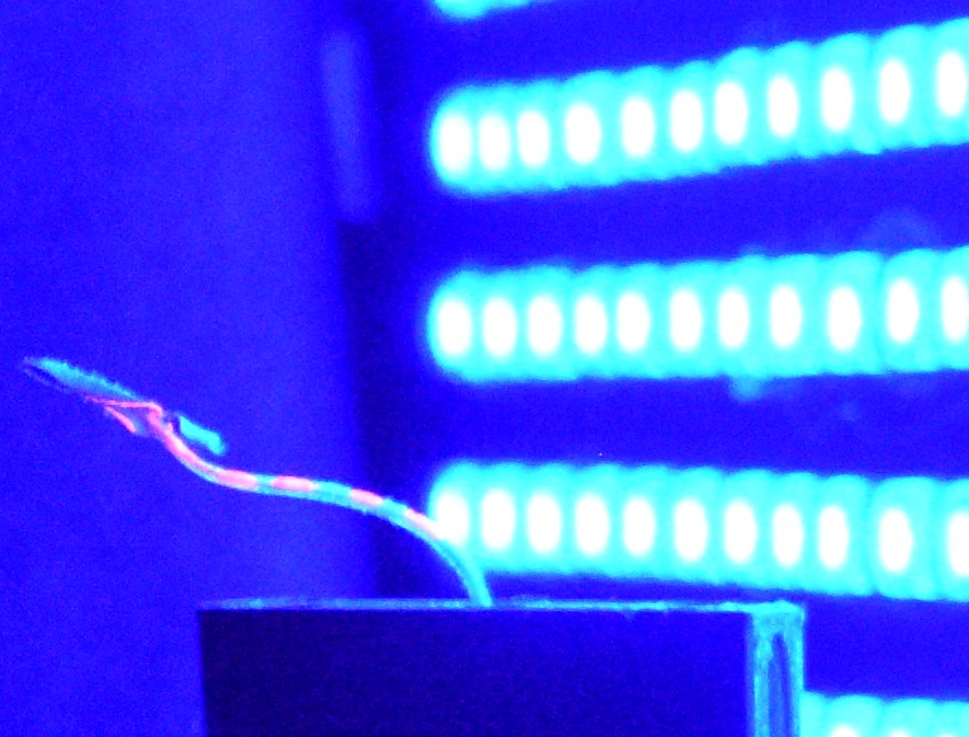 tomato Instance Segmentation Dataset by testing roboflow