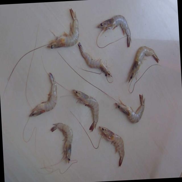 Shrimp Object Detection Model by Bolton Athit Davies