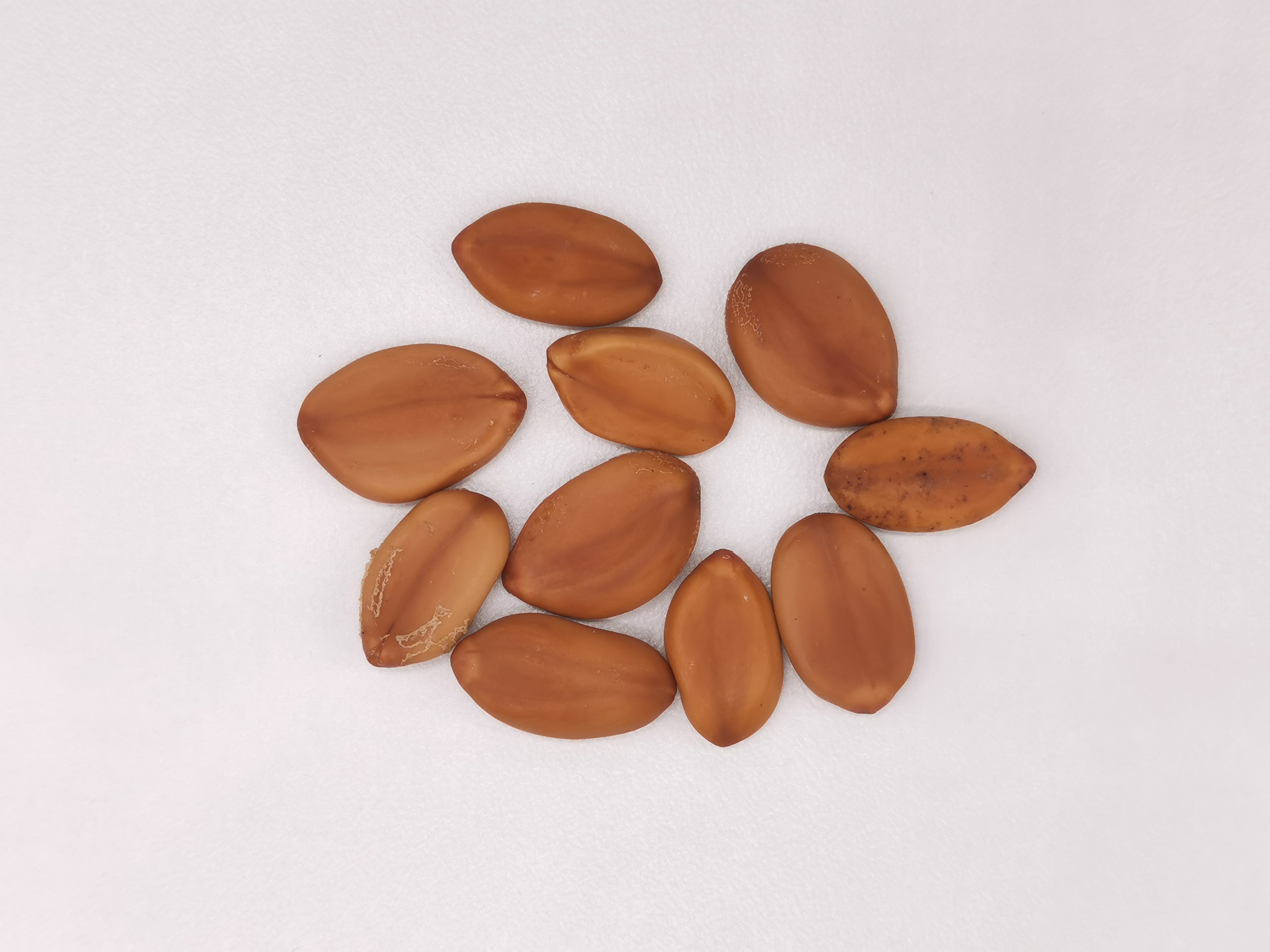 seed Object Detection Dataset by Bolton Athit Davies