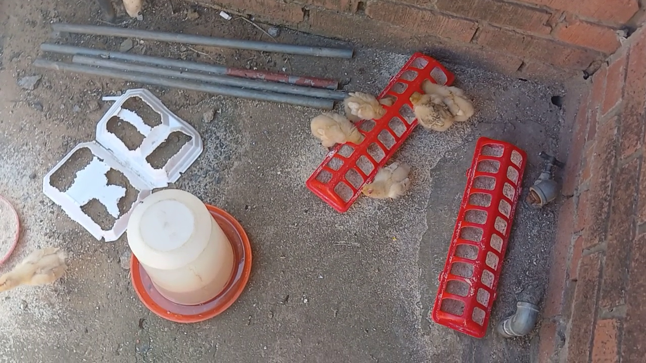 Chicken Monitoring System Object Detection Dataset And Pre Trained Model By Computer 20