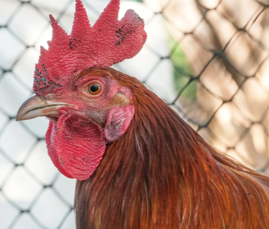 chicken Object Detection Dataset by MUFFIN