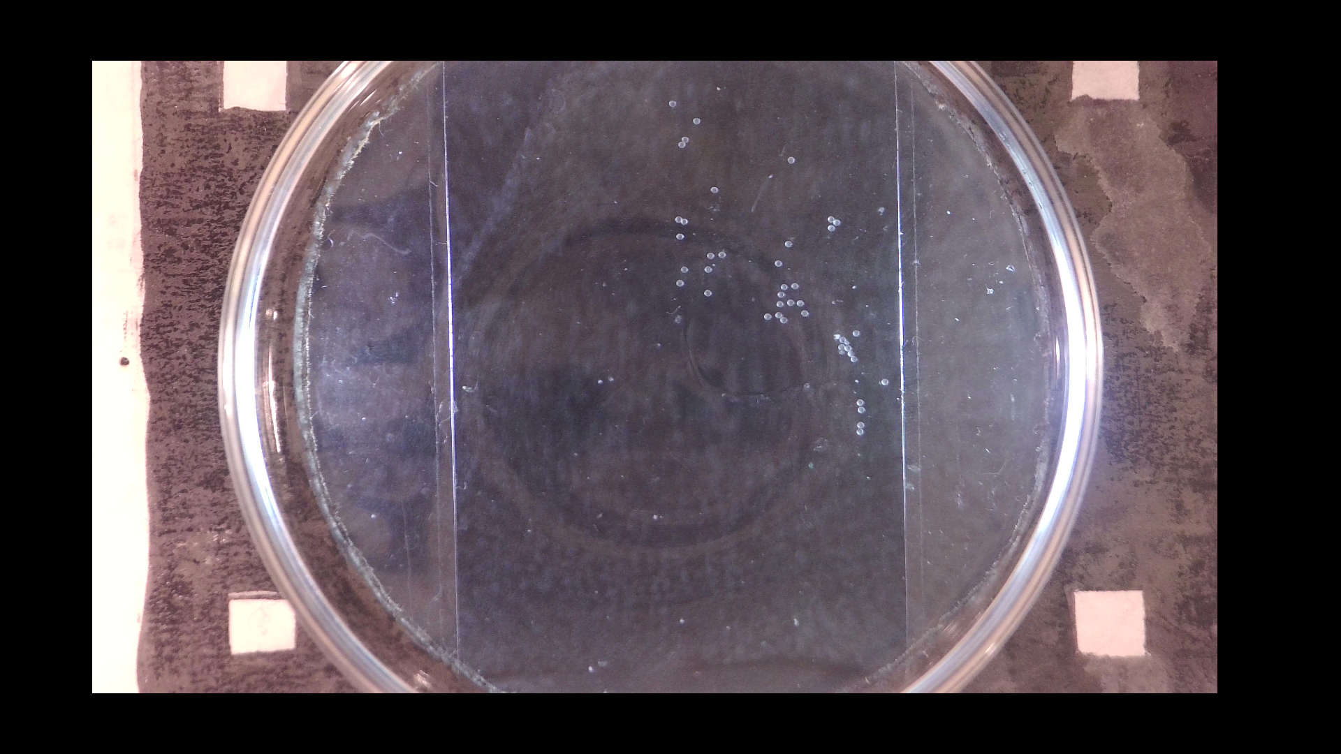 Embryo Detection 11 25 24 Object Detection Dataset And Pre Trained Model By Fozia