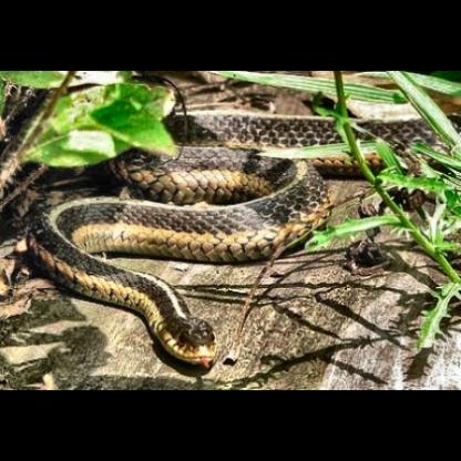 snake-detection-v5w9p Classification Model by snakeman