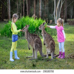 T5 Object Detection Dataset by Pedro Gasparotti