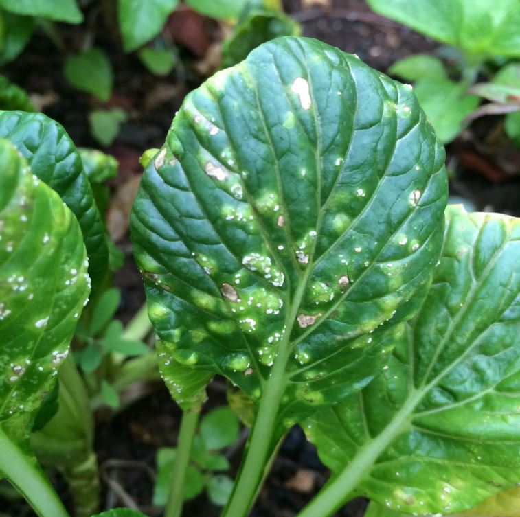 PECHAY-DATASETS Object Detection Model by reyman-gillego