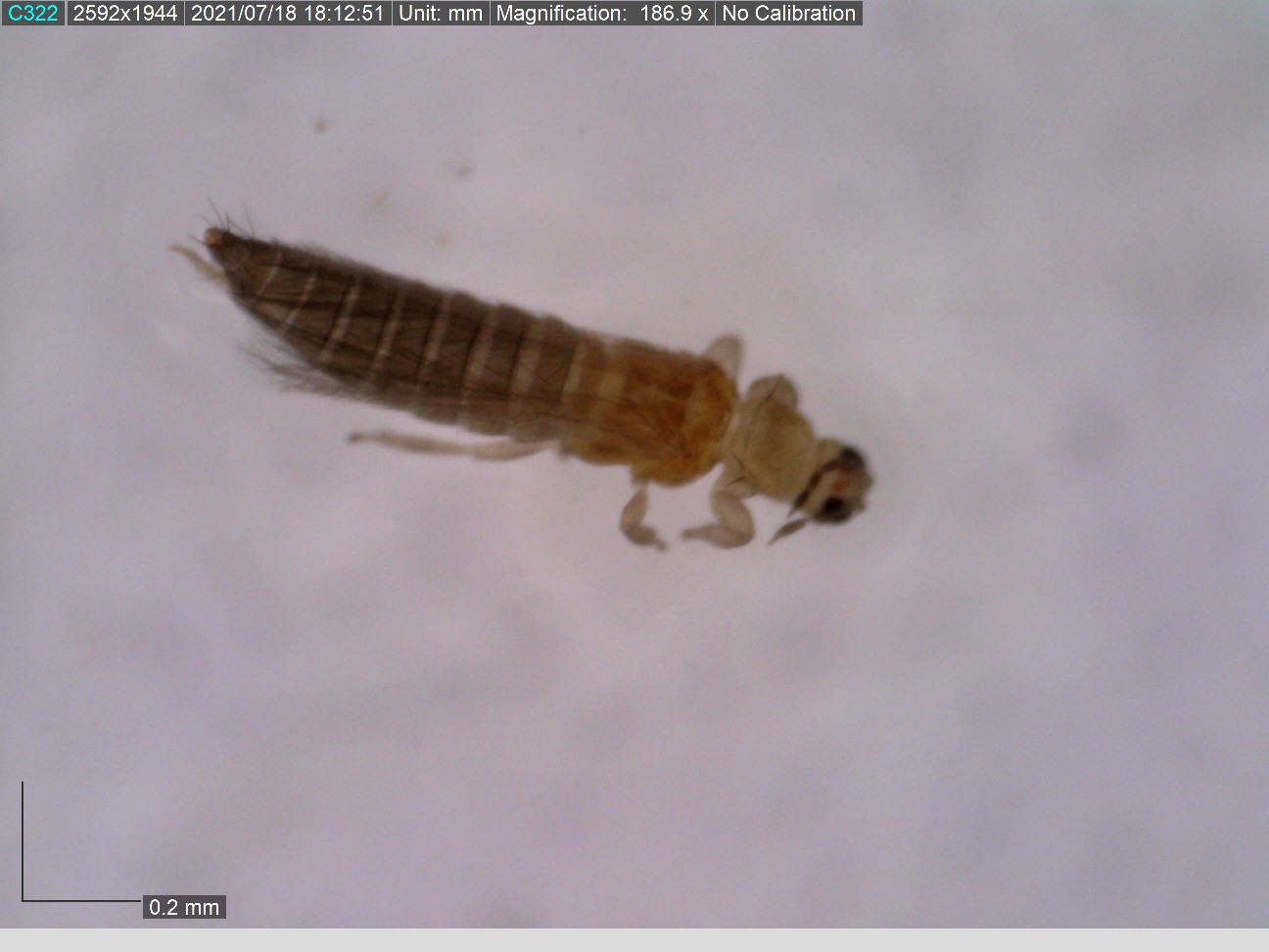 Insect Classification 5 Types Object Detection Dataset And Pre