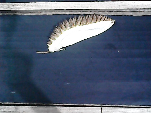 durian-peels labelling Object Detection Dataset by TVM durianpeels