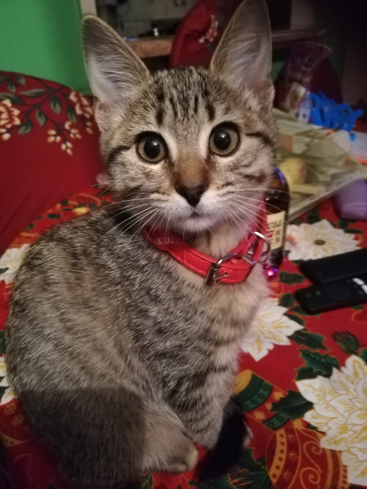 Cats Object Detection Model by Big Data