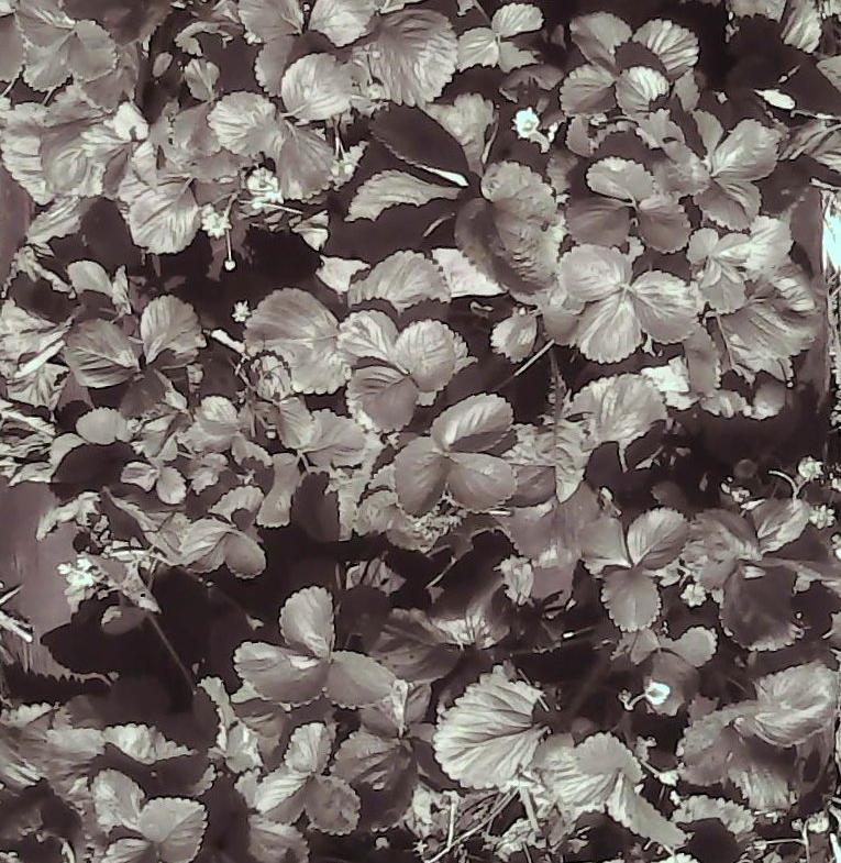 3m flight Mu squared imagej crop Object Detection Dataset by Drone ...