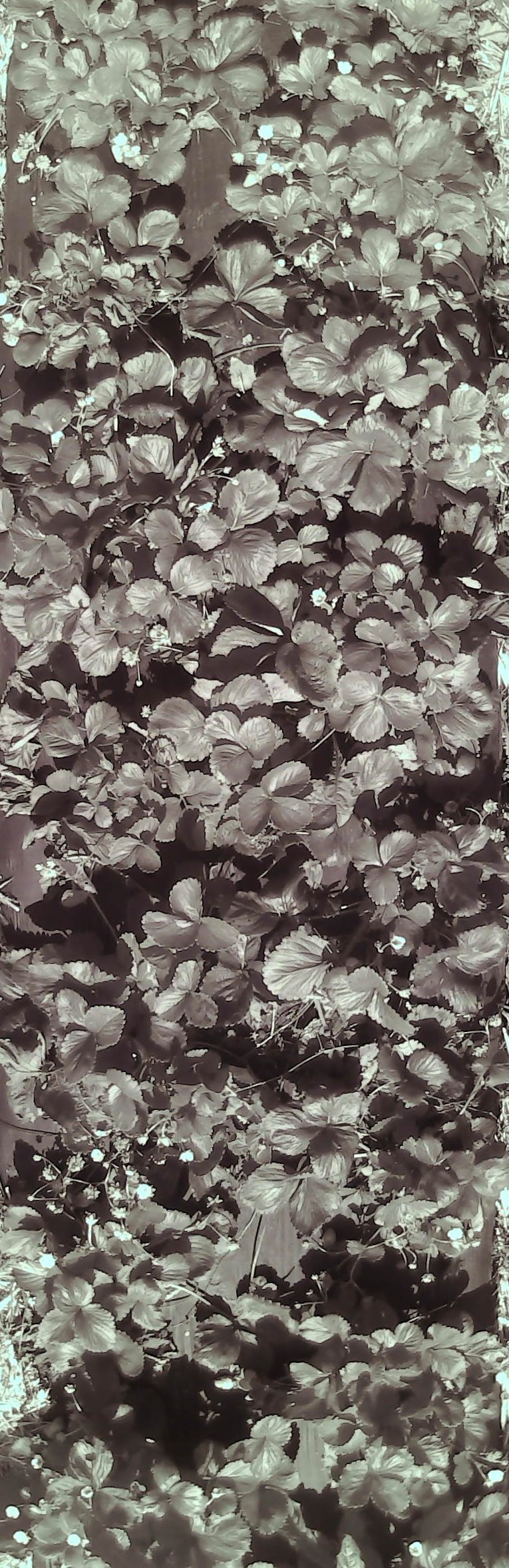 3m manually cropped frames Object Detection Dataset by Drone field footage