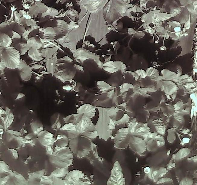 3m flight Mu 640x640 Object Detection Dataset by Drone field footage