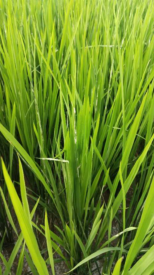 rice Classification Dataset by crop