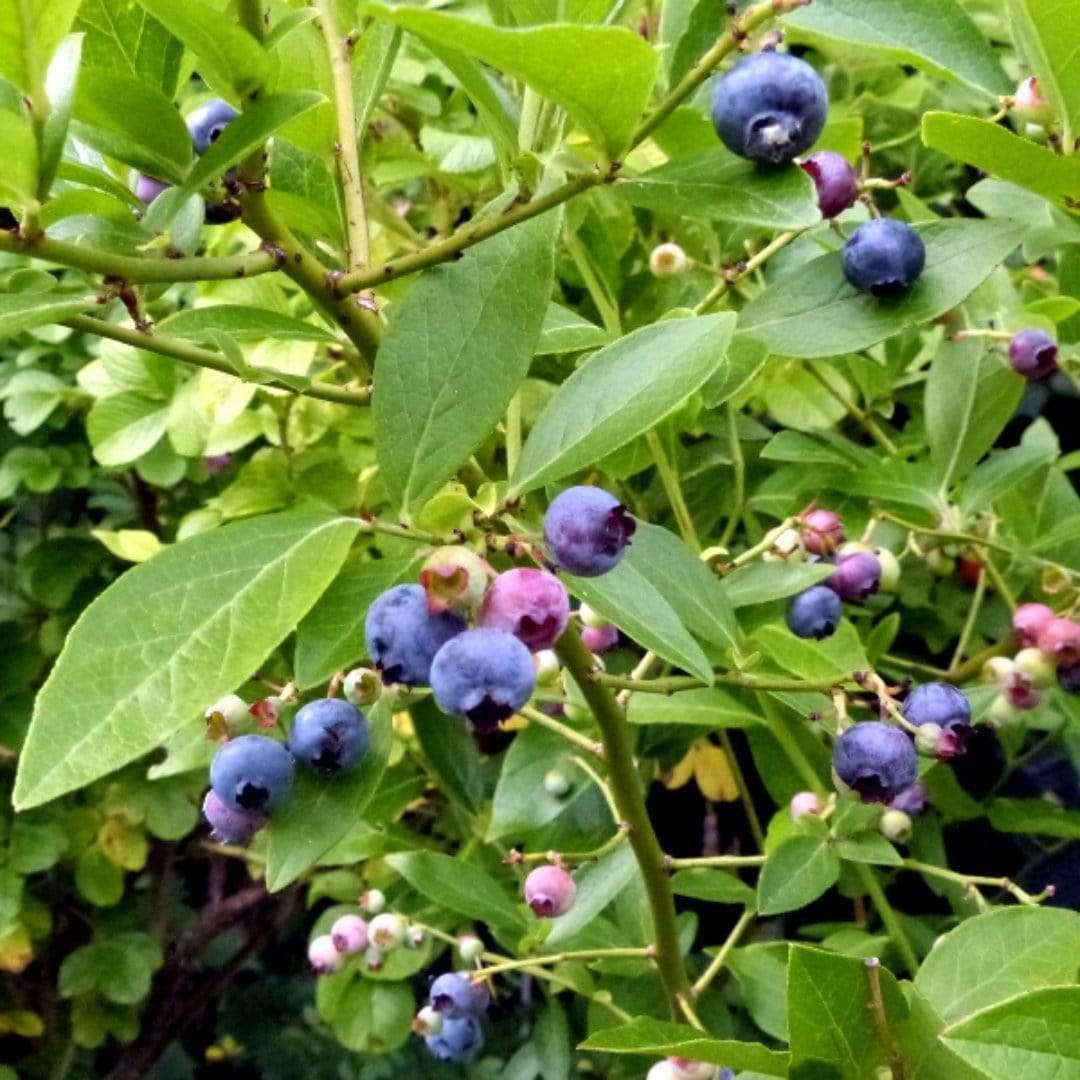 BlueBerries Instance Segmentation Dataset by Photolab