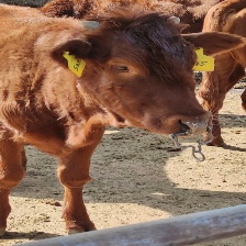 cow face Object Detection Dataset by dataset