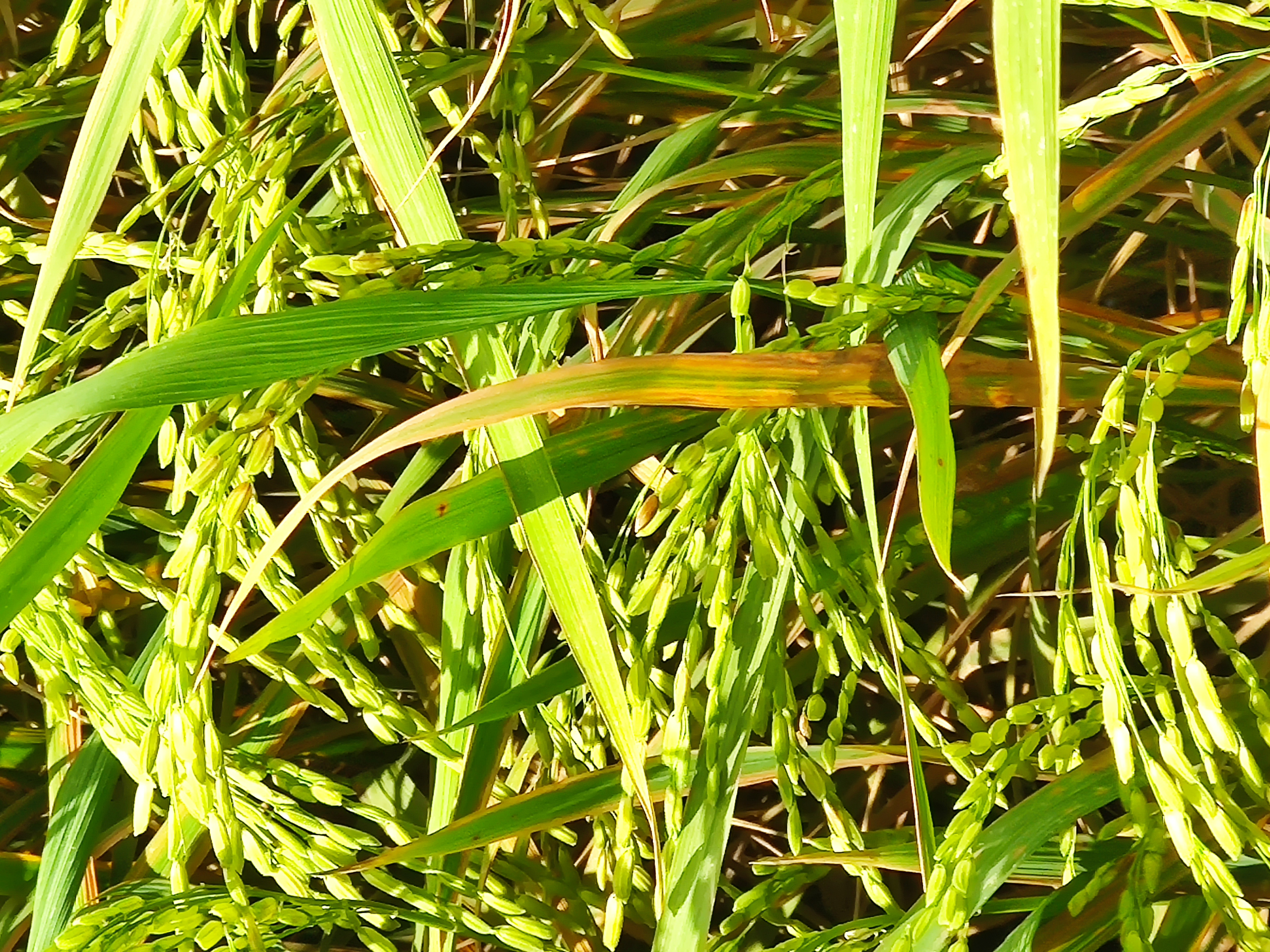 rice leaf disease classification Classification Model (v2, Dataset) by ...