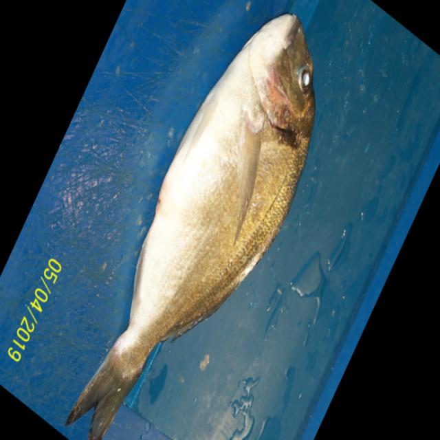 Adham Osman (adham-osman-3euzj) - Roboflow Universe