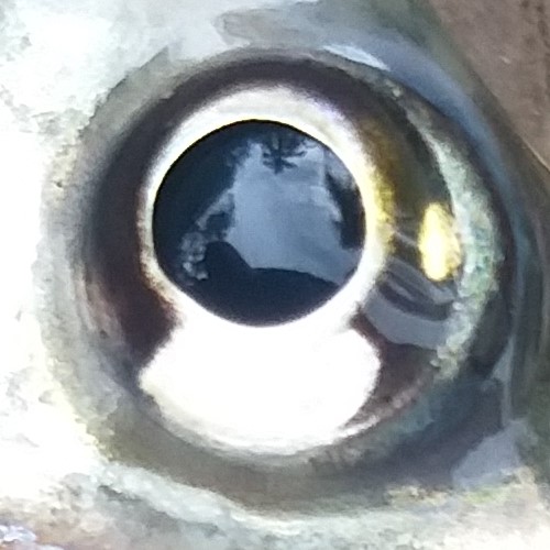 YOLO FISH - Roboflow Universe