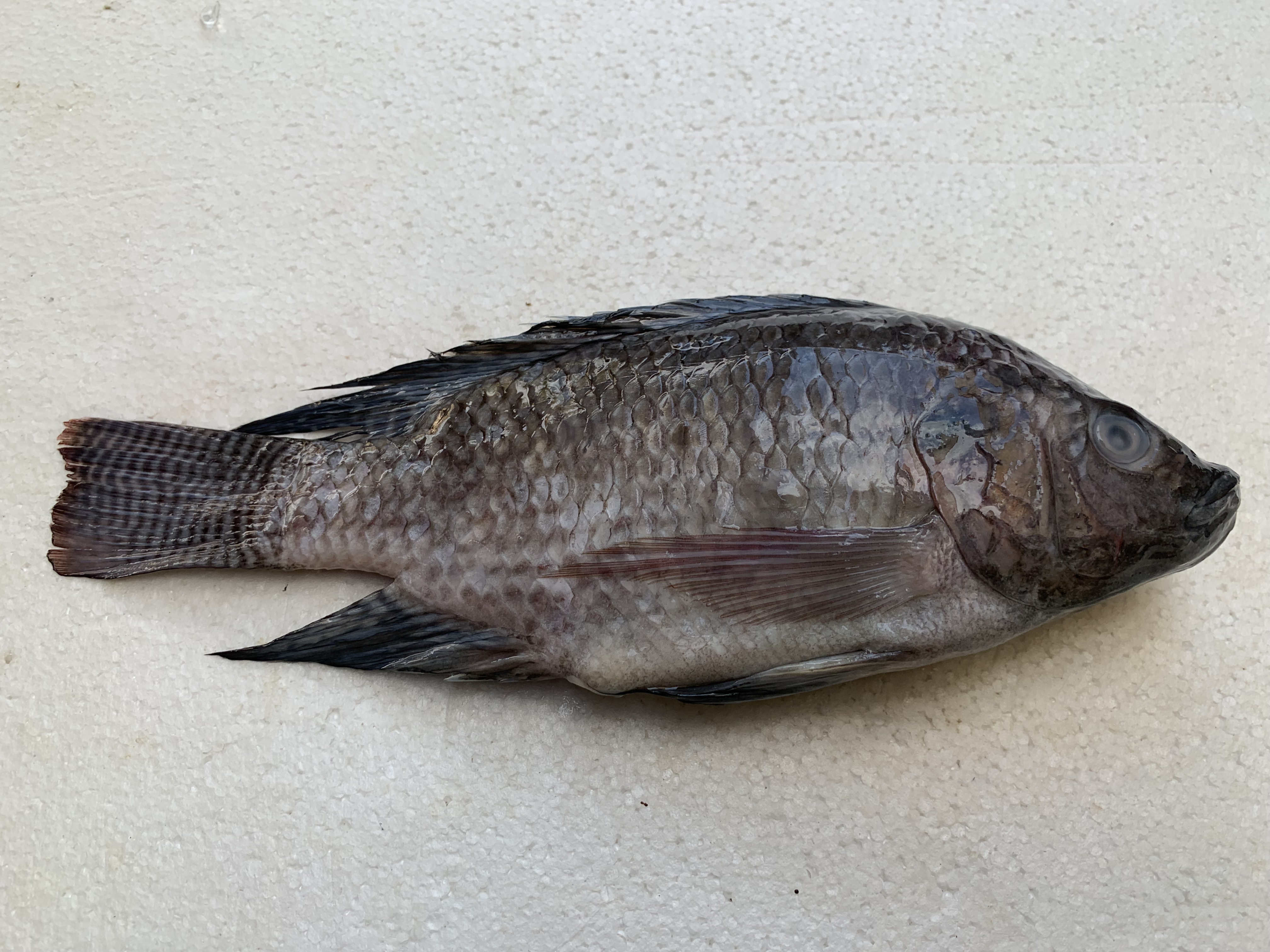 Fish Freshness Object Detection Model by YOLO FISH