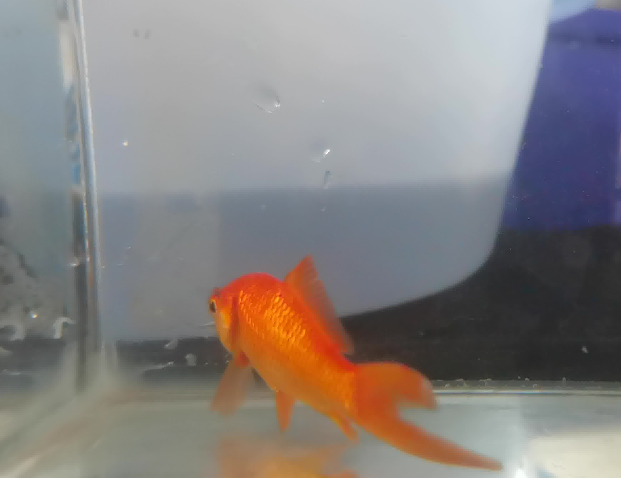 goldfish Instance Segmentation Dataset by school