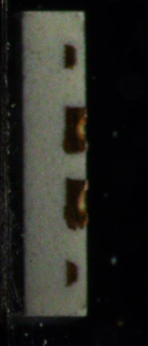 Calla revisit label Object Detection Dataset by ZX Share Workspace