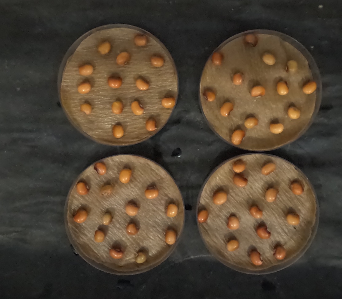 kandulu Semantic Segmentation Dataset by final dataset