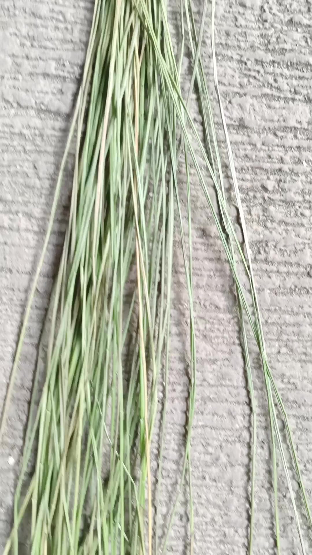 Tikog Leaves Quality Detection Object Detection Dataset and Pre-Trained Model by LJCaluza