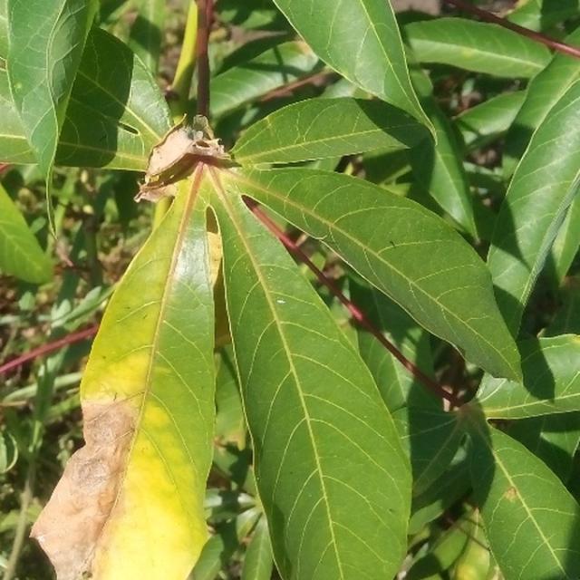 Cassava Disease Detection Object Detection Dataset And Pre Trained Model By Bebas