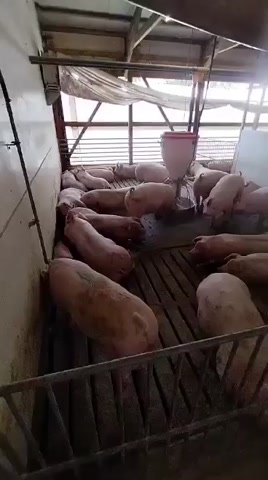 pig Object Detection Dataset by urchin