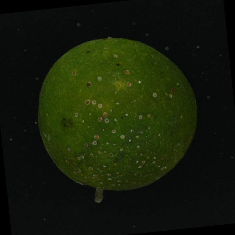 Orange Disease Detection Object Detection Model by CAPSTONE