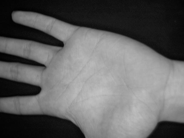 Final_palm Classification Model by palmsign
