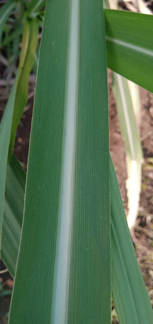 Sugarcane Object Detection Model By Plant Detection