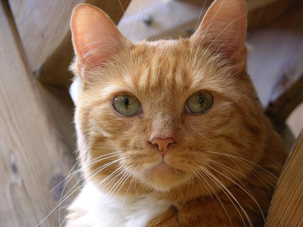 Cat Object Detection Dataset by tcc