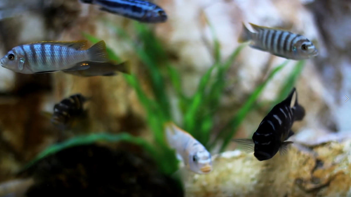 Fish detection Object Detection Dataset and Pre-Trained Model by ram-kumar