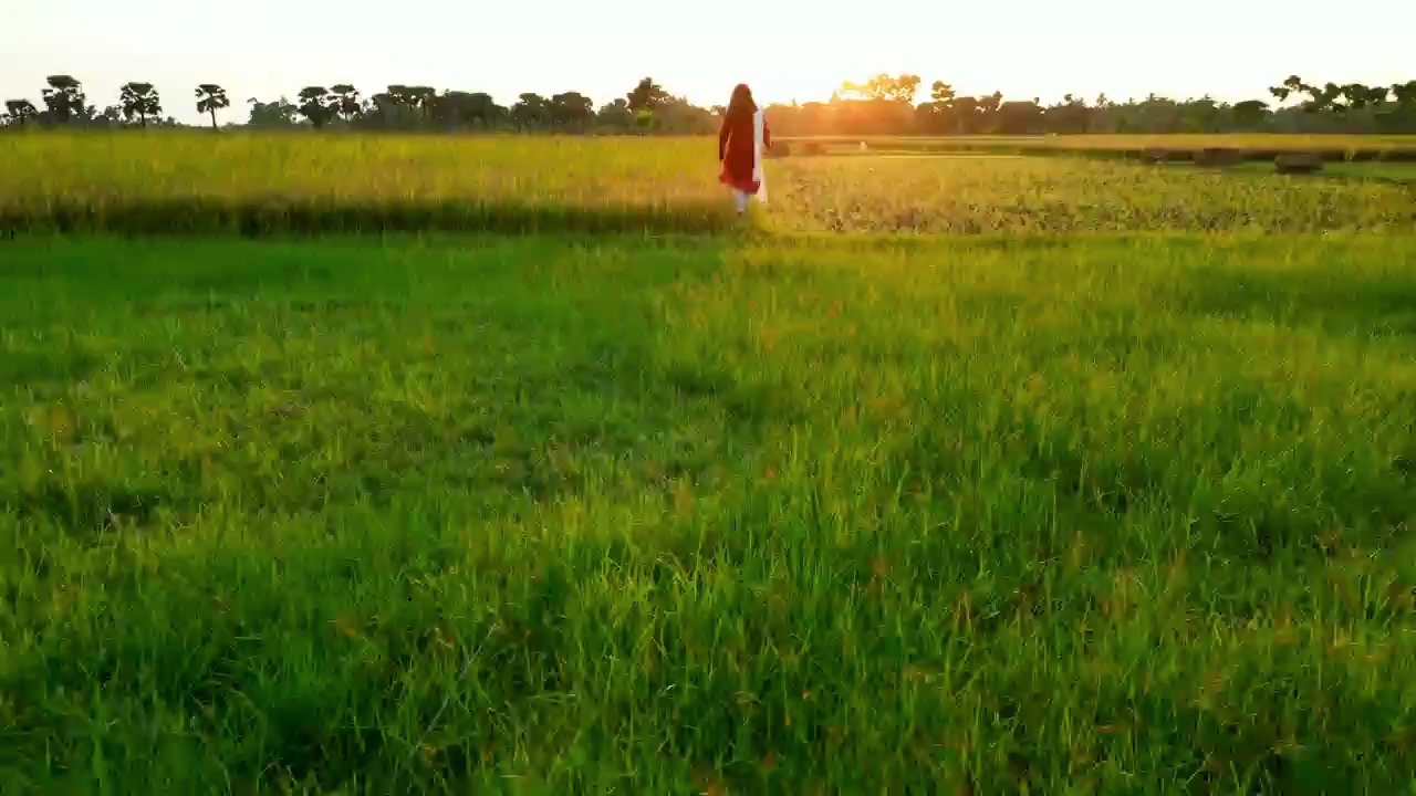 paddy_image Object Detection Dataset and Pre-Trained Model by Droen