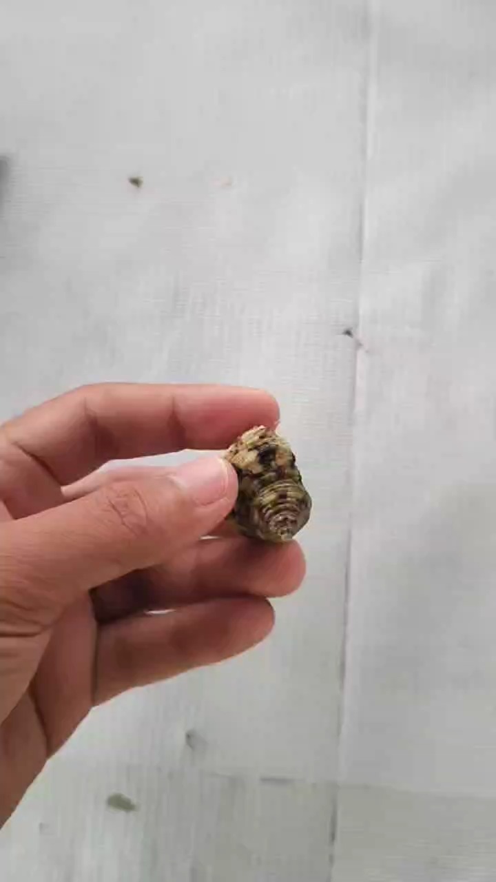 kinason Object Detection Model by gastropods