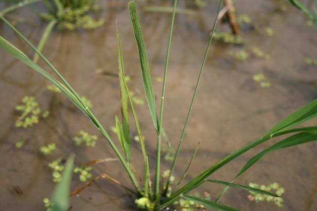 Rice Gall Midge Object Detection Dataset by navjot kaur office