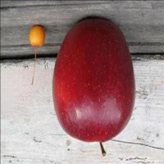 fruits Object Detection Model by josh