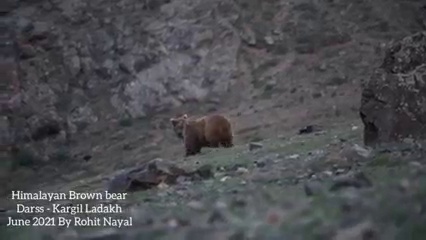Himalayan brown bear Object Detection Dataset by brown bear