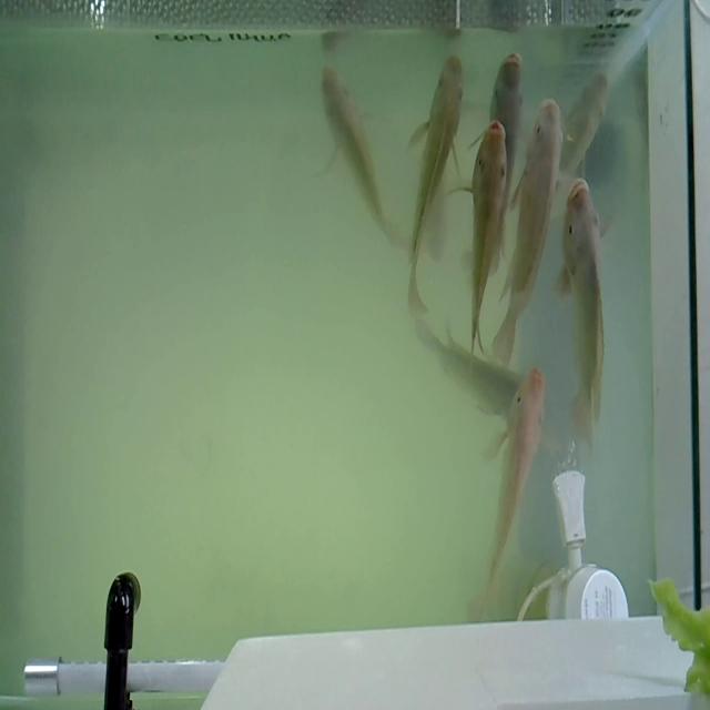 tilapia-tank-clear-v2 Object Detection Dataset by annotationws
