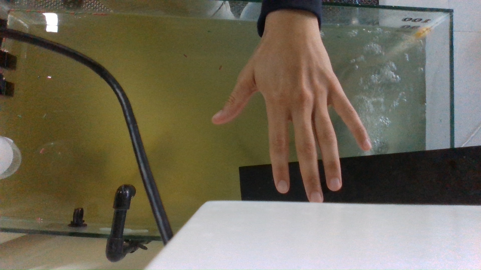 tilapia-tank-clear Instance Segmentation Dataset by annotationws