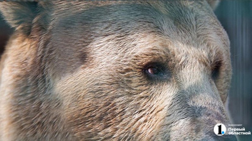 Bears Object Detection Dataset by South Ural State University