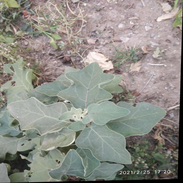 How to Use the Brinjal Leaf Health Object Detection API