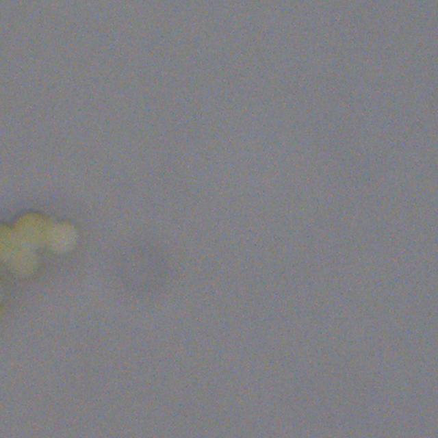 algae-low-ph-extended-raw-vol.5 Object Detection Dataset by A4BEE