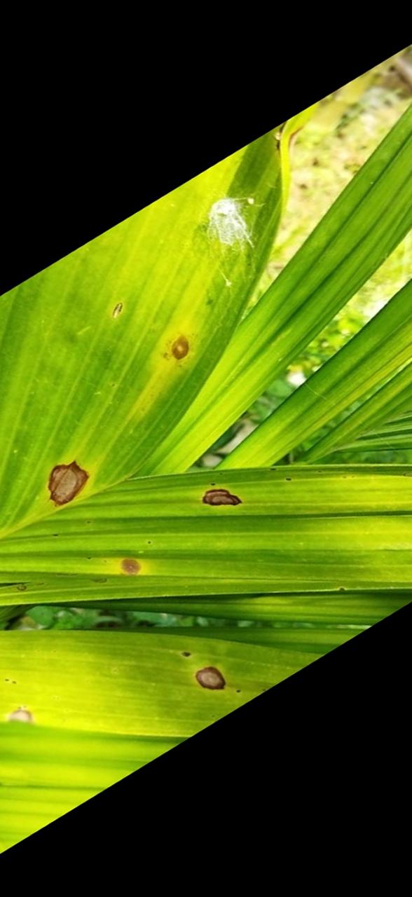 Arecanut Object Detection Dataset by project