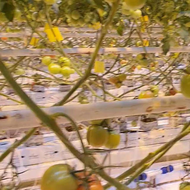 tomato Instance Segmentation Dataset by tomato
