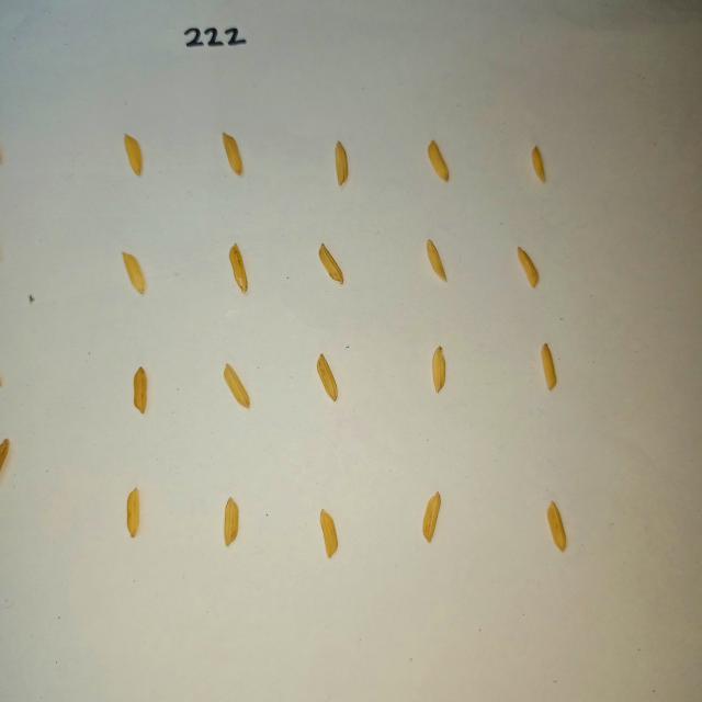 Rice Object Detection Dataset And Pre Trained Model By Rice