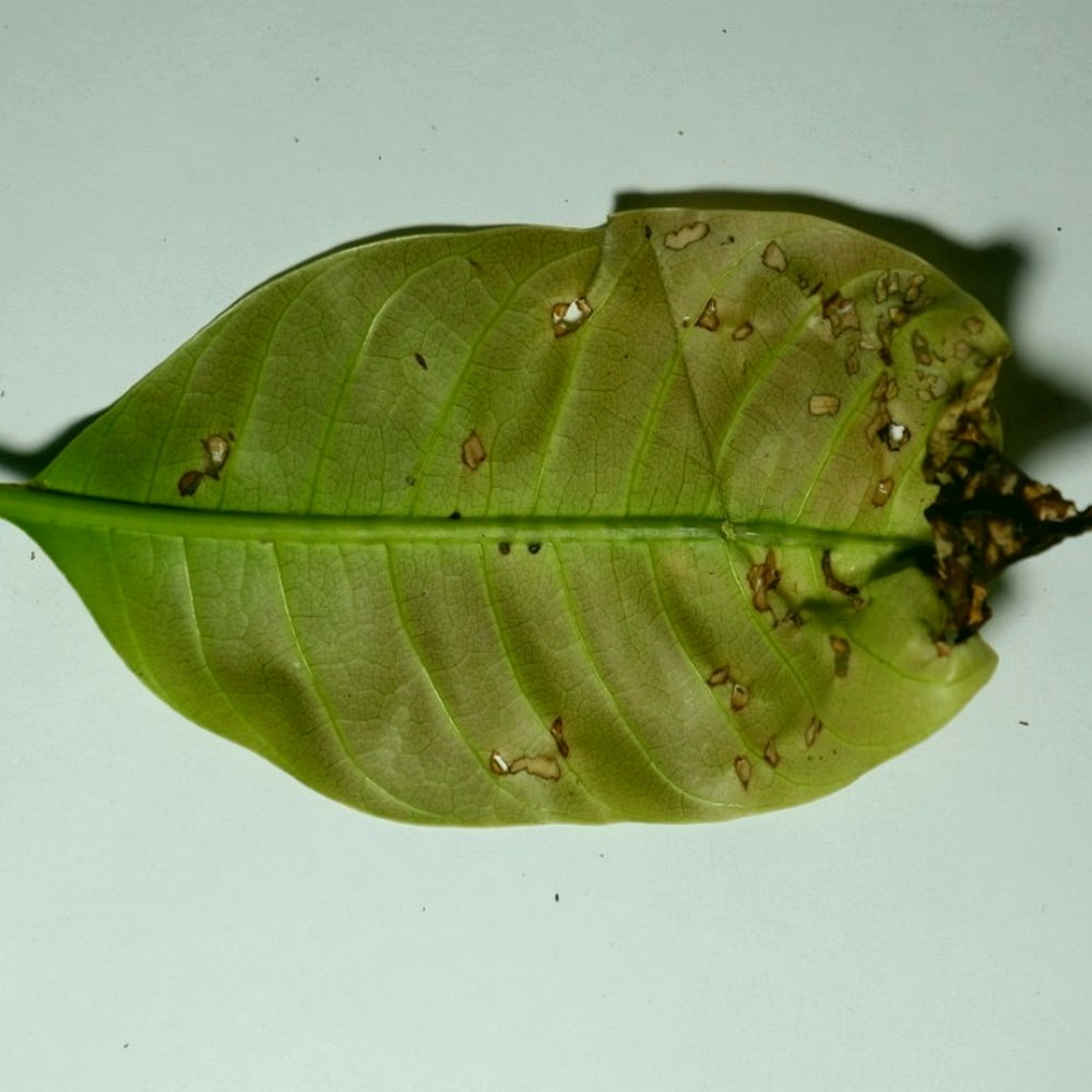Mango_leaf_diseases 2 Instance Segmentation Dataset by Senindu